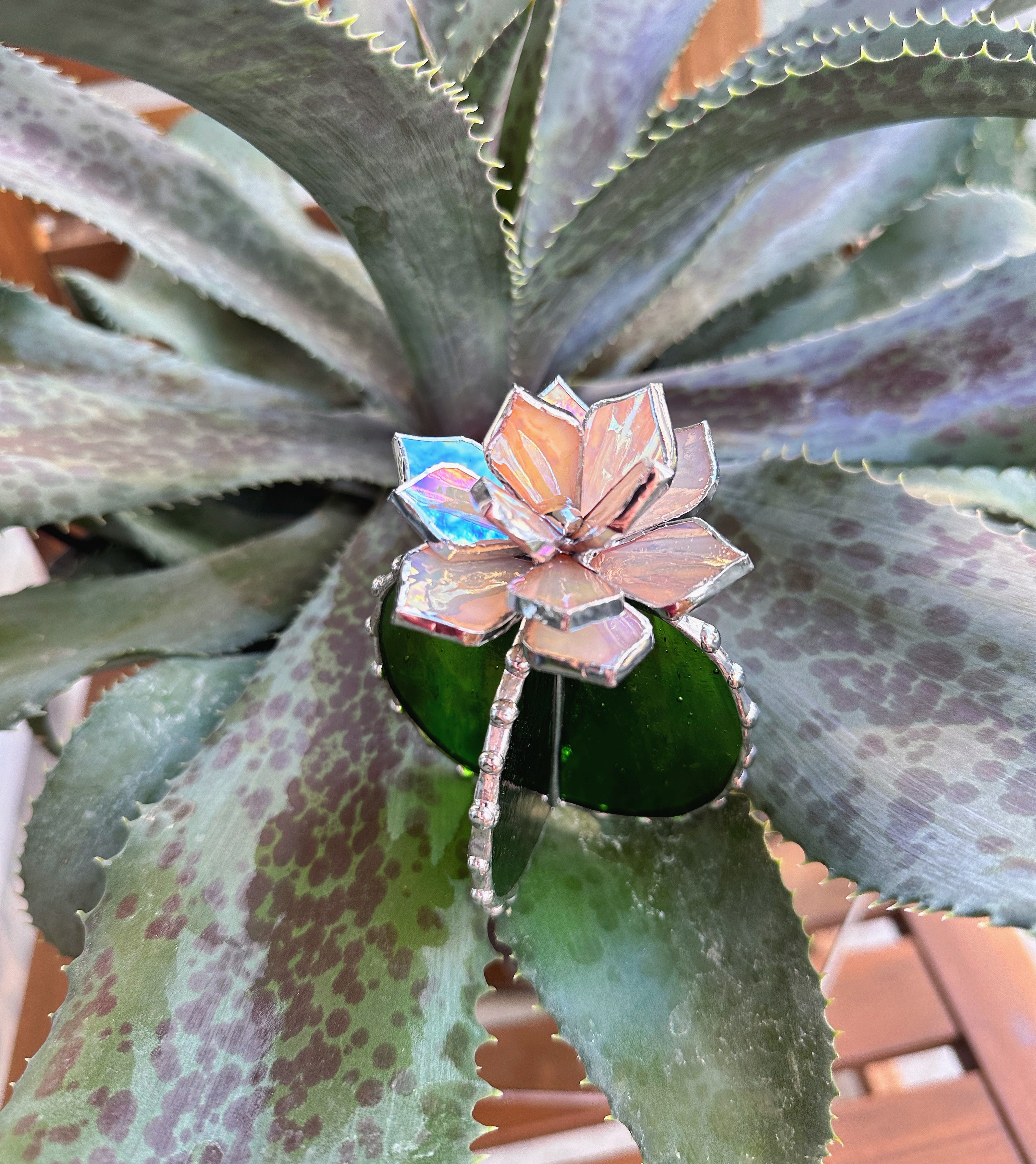 Cacti – Aura-Terrariums